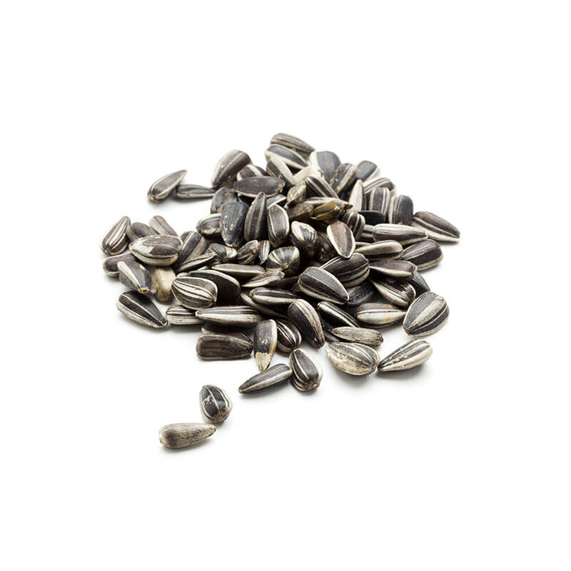 Sunflower Inshell Skinny Medium - Jega Food - Snack & Pellet Manufacturer